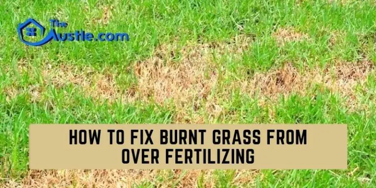 How to Fix Burnt Grass from Over Fertilizing- Learn the Ways