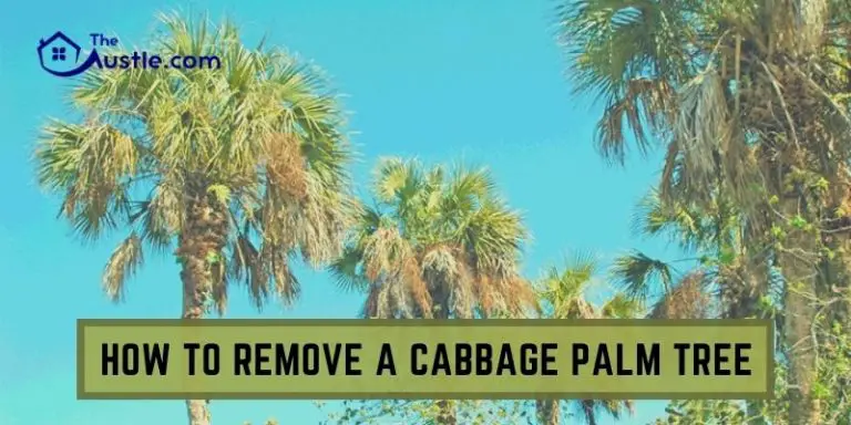 How to Remove A Cabbage Palm Tree- 3 Effective Methods